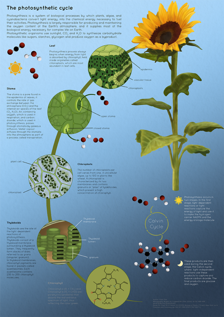 Photosynthesis: infographic, digital illustration