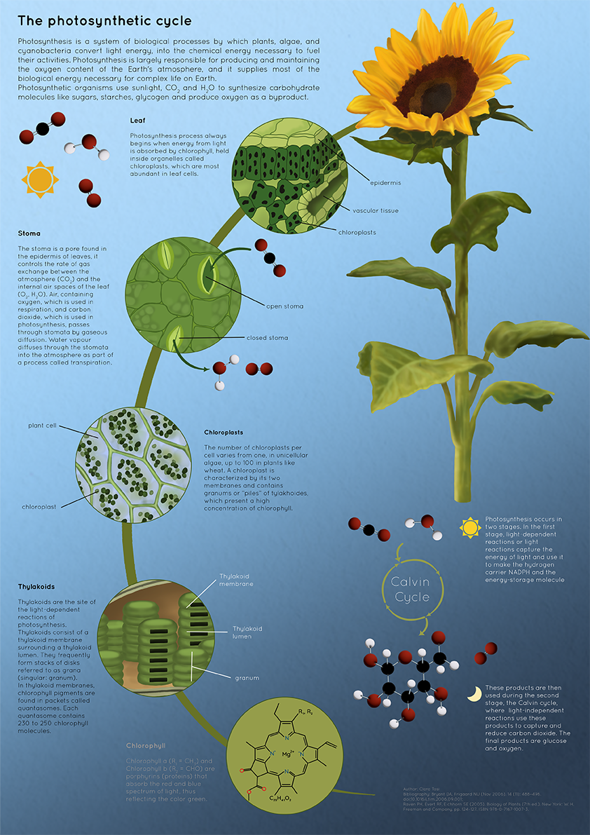 Photosynthesis: infographic, digital illustration
