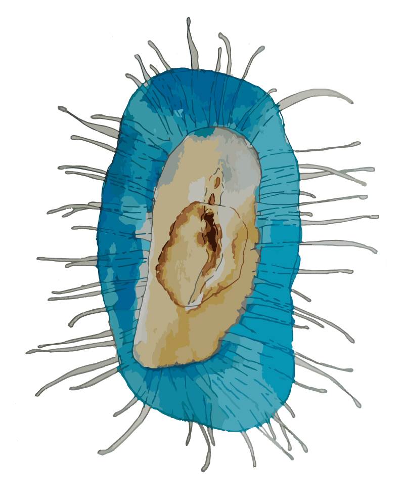 Hydrozoa, Velella Velella