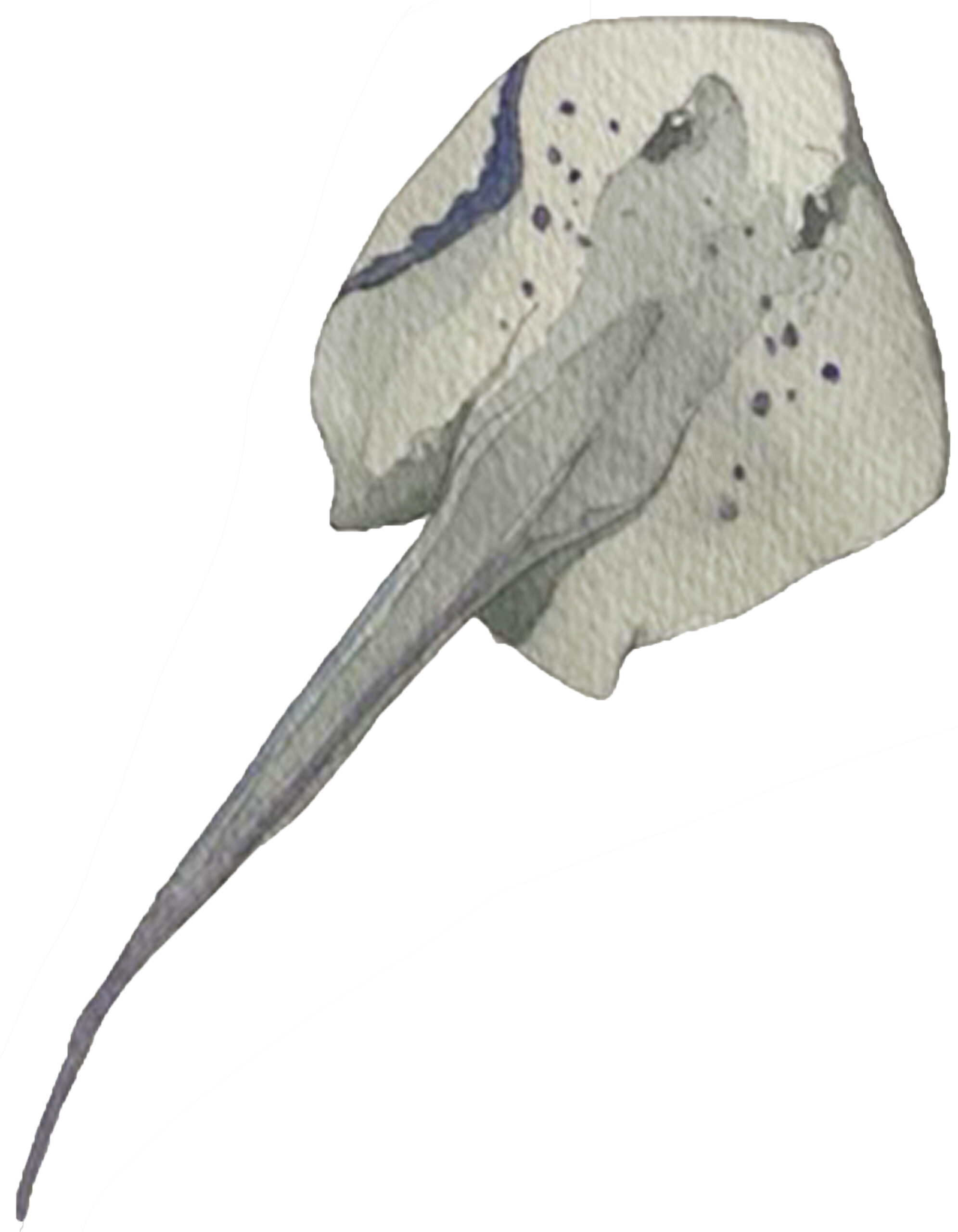 Mobula Alfredi, Manta Ray